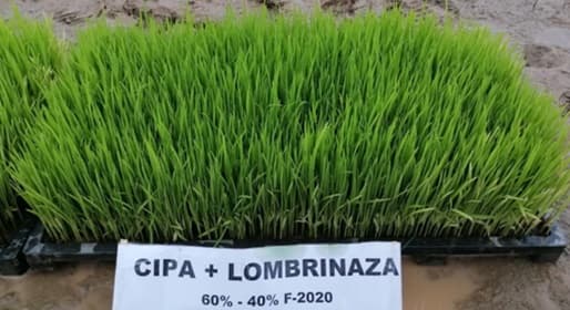 Semilleros para el trasplante mecanizado del arroz. Manejo de Sustratos y densidades de siembra ...