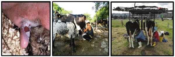 La mastitis en ganado bovino lechero y su incidencia en los costos de producción. | Engormix