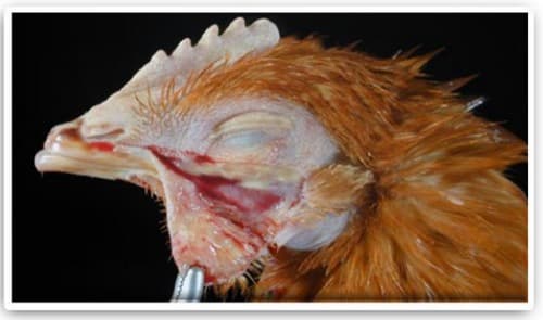 Ecología de las enfermedades respiratorias aviares que cursan con ...