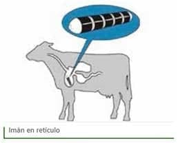 Reticuloperitonitis a cuerpo extraño | Engormix