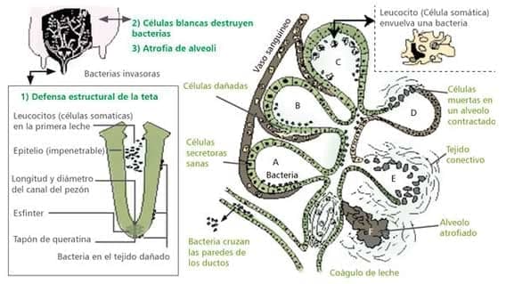 Mastitis subclínica y conteo de células somáticas | Engormix