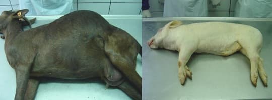 La Necropsia en cerdos | Engormix