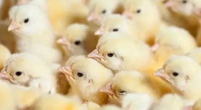 Calidad de los pollitos BB | Engormix