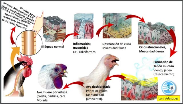Agentes que producen mucosidad traqueal en aves | Engormix