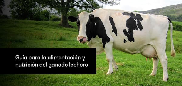 Guía para la alimentación y nutrición del ganado lechero | Engormix