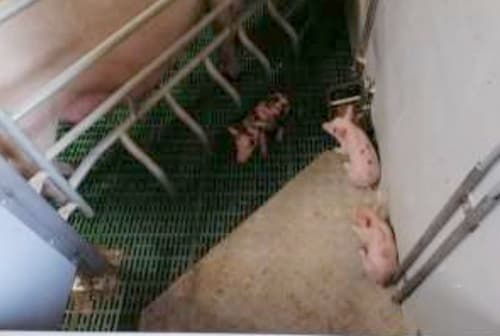 La gestión de las parideras libres. Una visión particular desde las granjas. | Engormix