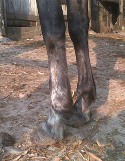 Habronemiasis cutánea Equina | Engormix