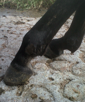 Habronemiasis cutánea Equina | Engormix