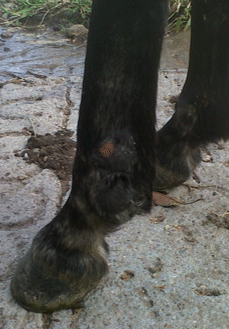 Habronemiasis cutánea Equina | Engormix