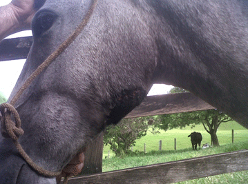 Habronemiasis cutánea Equina | Engormix