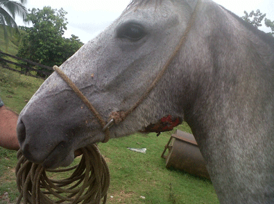 Habronemiasis cutánea Equina | Engormix