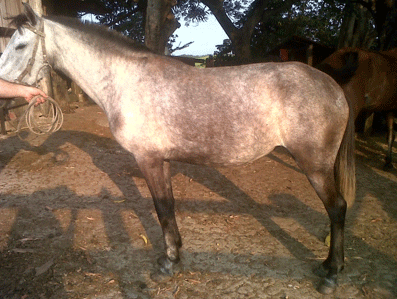 Habronemiasis cutánea Equina | Engormix