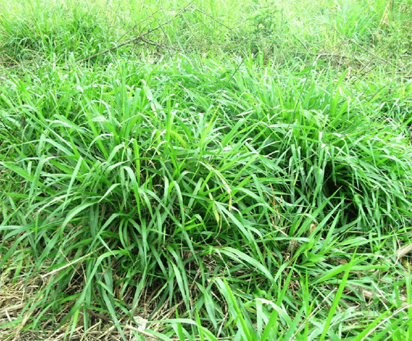 Pastos y forrajes tropicales introducidos y experimentados en el alto ...