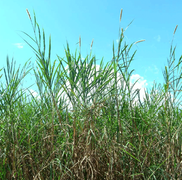 Pastos y forrajes tropicales introducidos y experimentados en el alto ...