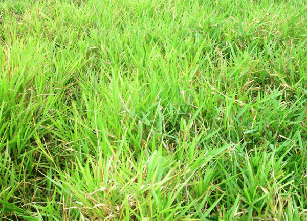 Pastos y forrajes tropicales introducidos y experimentados en el alto ...