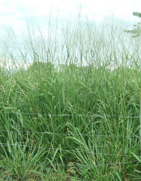 Pastos y forrajes tropicales introducidos y experimentados en el alto ...