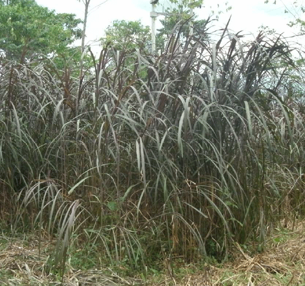Pastos y forrajes tropicales introducidos y experimentados en el alto ...