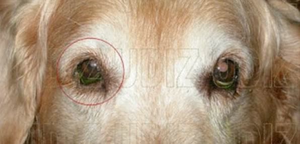 Síndrome de Horner | Engormix