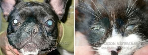 MICROFTALMIA Y ANOFTALMIA | Engormix