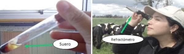 ¿Cómo evaluar la calidad del calostro y la inmunidad de las terneras ...