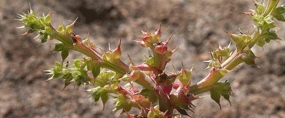 Cardo Ruso: una BUENEZA para producir mucha carne y económica en zonas ...