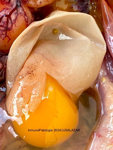 Foliculitis Salpingitis Degeneración Folicular Engormix