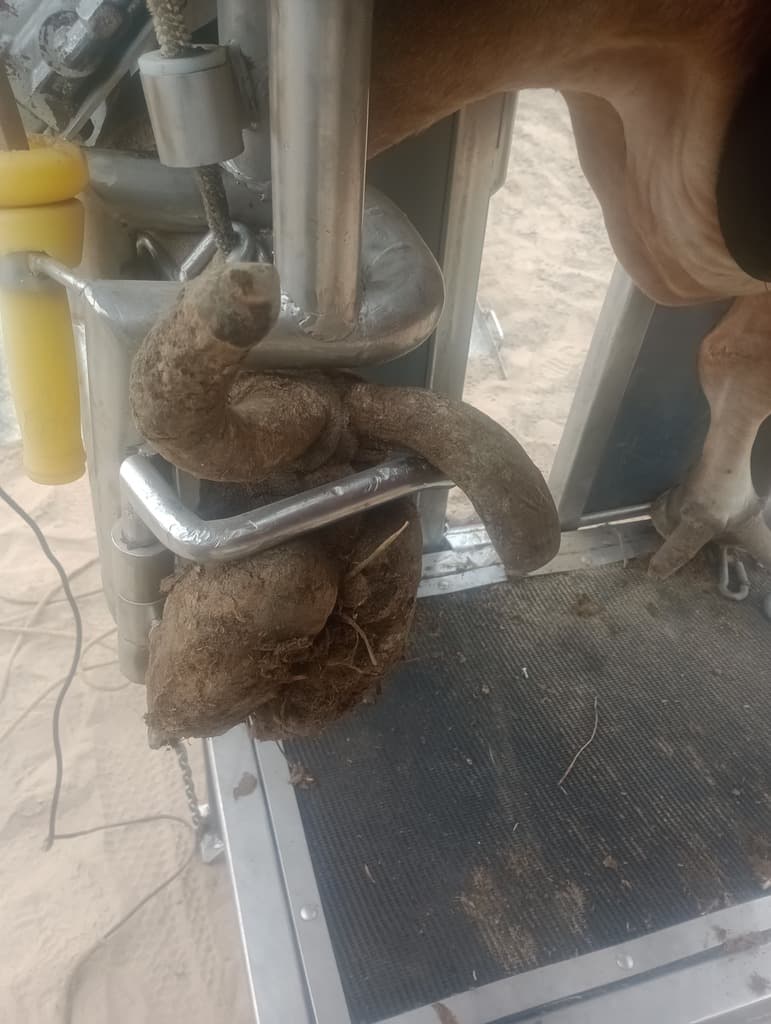 Manejo Podal: Pequeños detalles para un buen Performance | Engormix