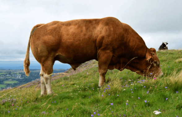 ¿Un plan interno de selección genética animal? | Engormix