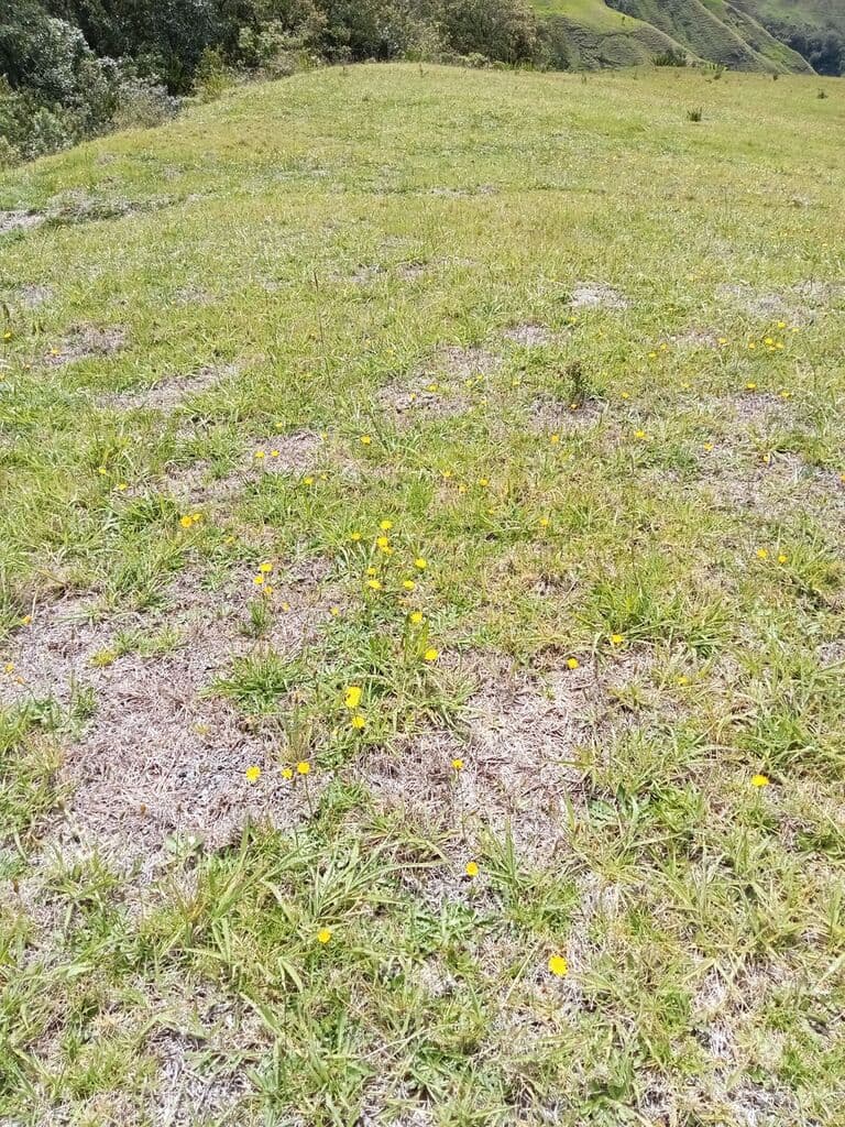 Fertilizacion De pasturas | Engormix