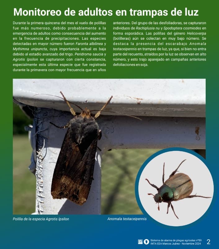 Informe del sistema de alarma de plagas del INTA Marcos Juárez - N°59 - Noviembre 2024 | Engormix