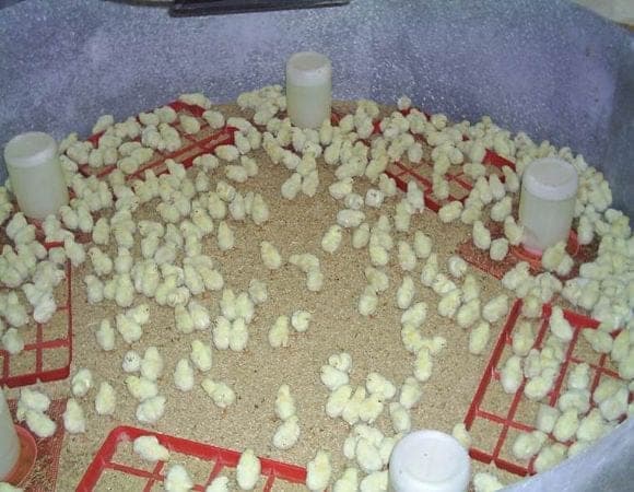 Pollos bb | Engormix