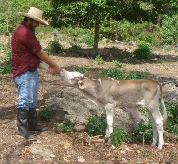 Ternero doble propósito, Parda Suizo y Simbra | Engormix