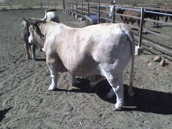 Toro obeso | Engormix