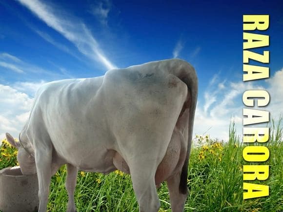 RAZA CARORA | Engormix