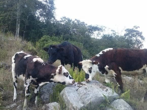 Bonitos Becerros | Engormix