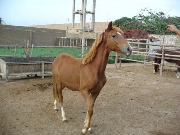 RRAG Don Romulo | Engormix