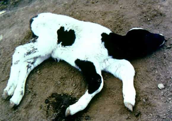 Onfalitis en recién nacido y sus consecuencias | Engormix