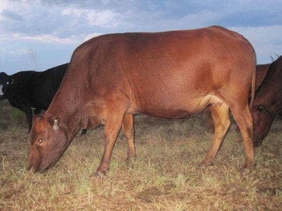 Vaca mashona | Engormix