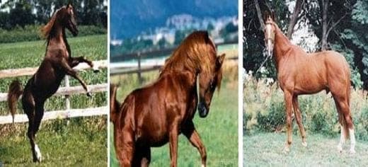 Pelajes y colores de los caballos, pongámonos de acuerdo e ...