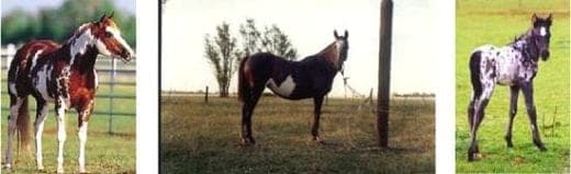 Pelajes y colores de los caballos, pongámonos de acuerdo e ...