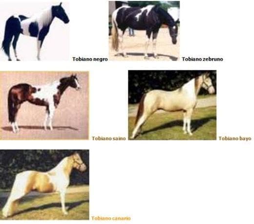 Pelajes y colores de los caballos, pongámonos de acuerdo e ...