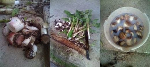 Colinos de banano o plátano | Engormix