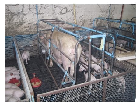 El círculo de la cerda flaca | Engormix