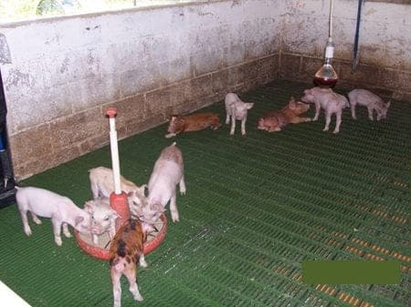 La Enfermería: La manera de recuperar lechones enfermos | Engormix