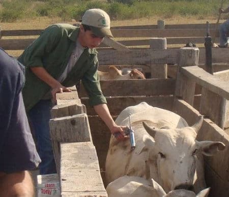 inyeccion subcutanea en bovinos | Engormix