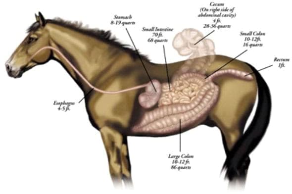 Nutrición Caballos | Engormix