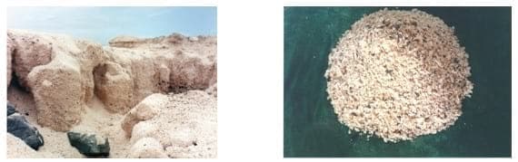 La conchuela en la alimentaciòn de las aves | Engormix