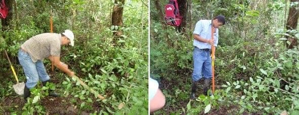 Perfil de suelo | Engormix