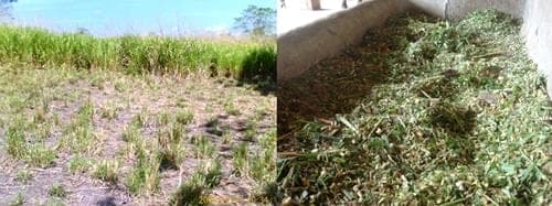 Pastos de clima cálido parte I. Pasto Guinea o India para Ganadería ...