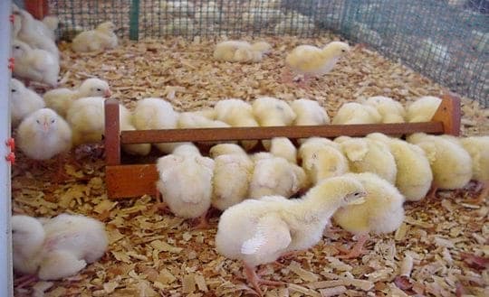 fitasa en aves | Engormix